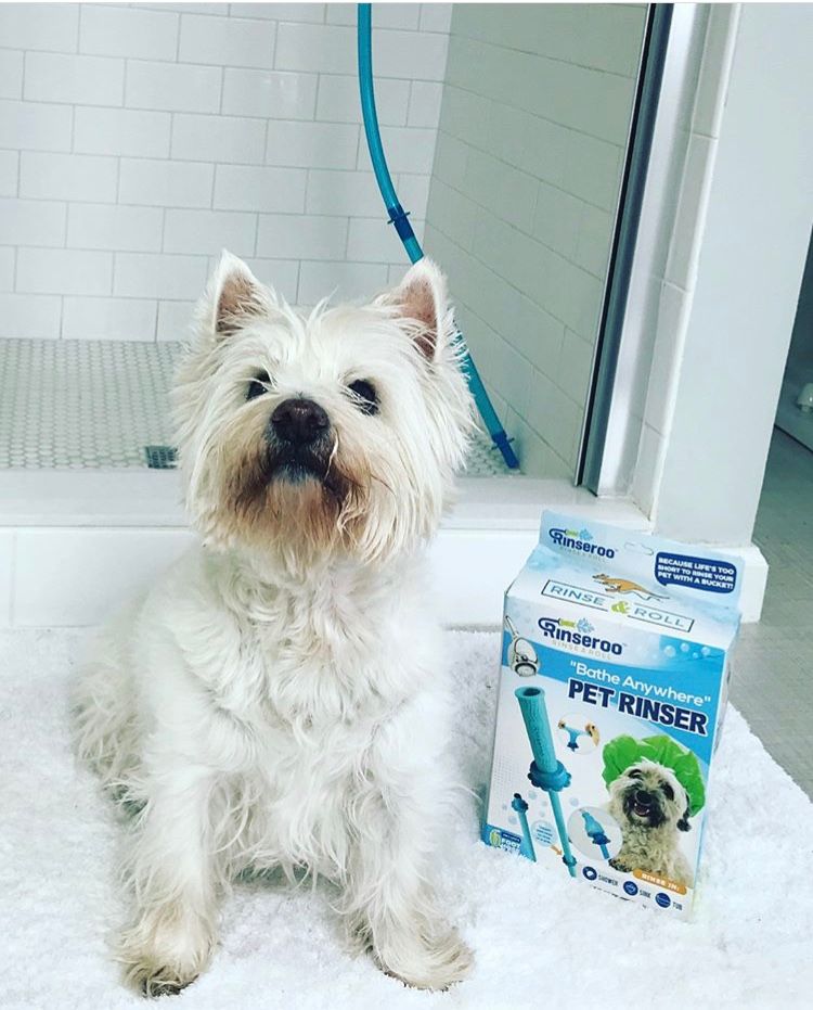 A complete guide to giving the best dog baths – Rinseroo